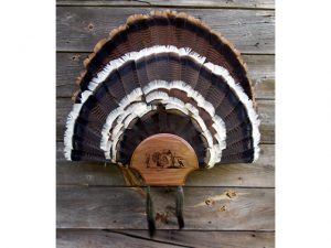 Double Fan & Beard Display - Turkey Fan Man Products