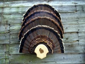 Turkey Slam Fan Display - Turkey Fan Man Products